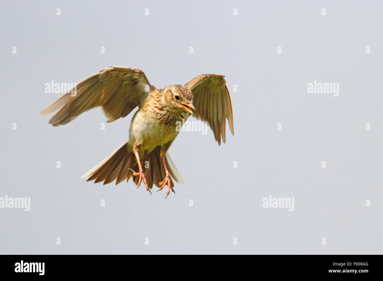 Lark flies hi-res stock photography and images - Alamy