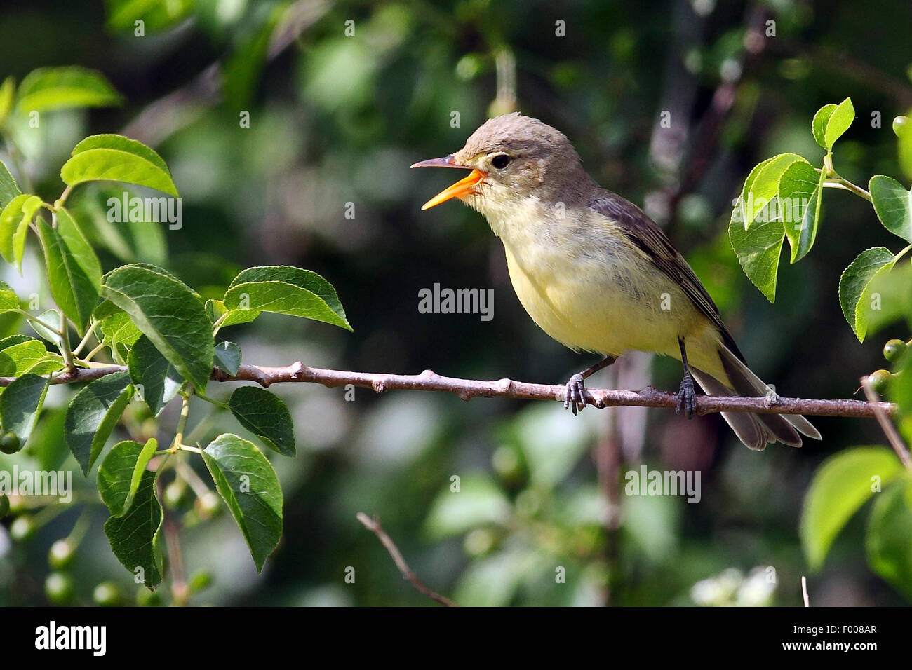 icterine warbler (Hippolais icterina), sits on a twig singing, Germany ...
