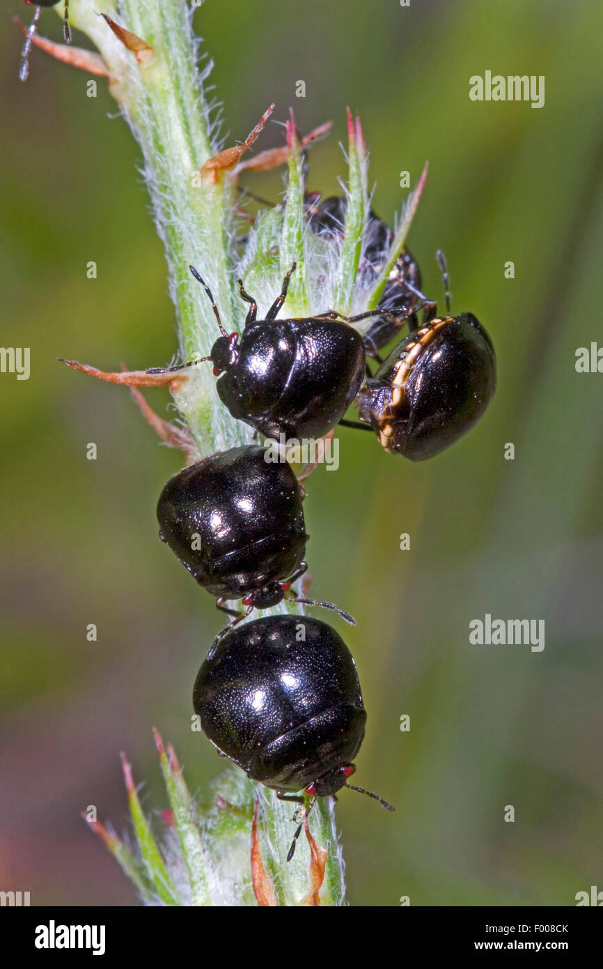 Coptosomatid bug (Coptosoma scutellatum), group on a plant, Germany ...