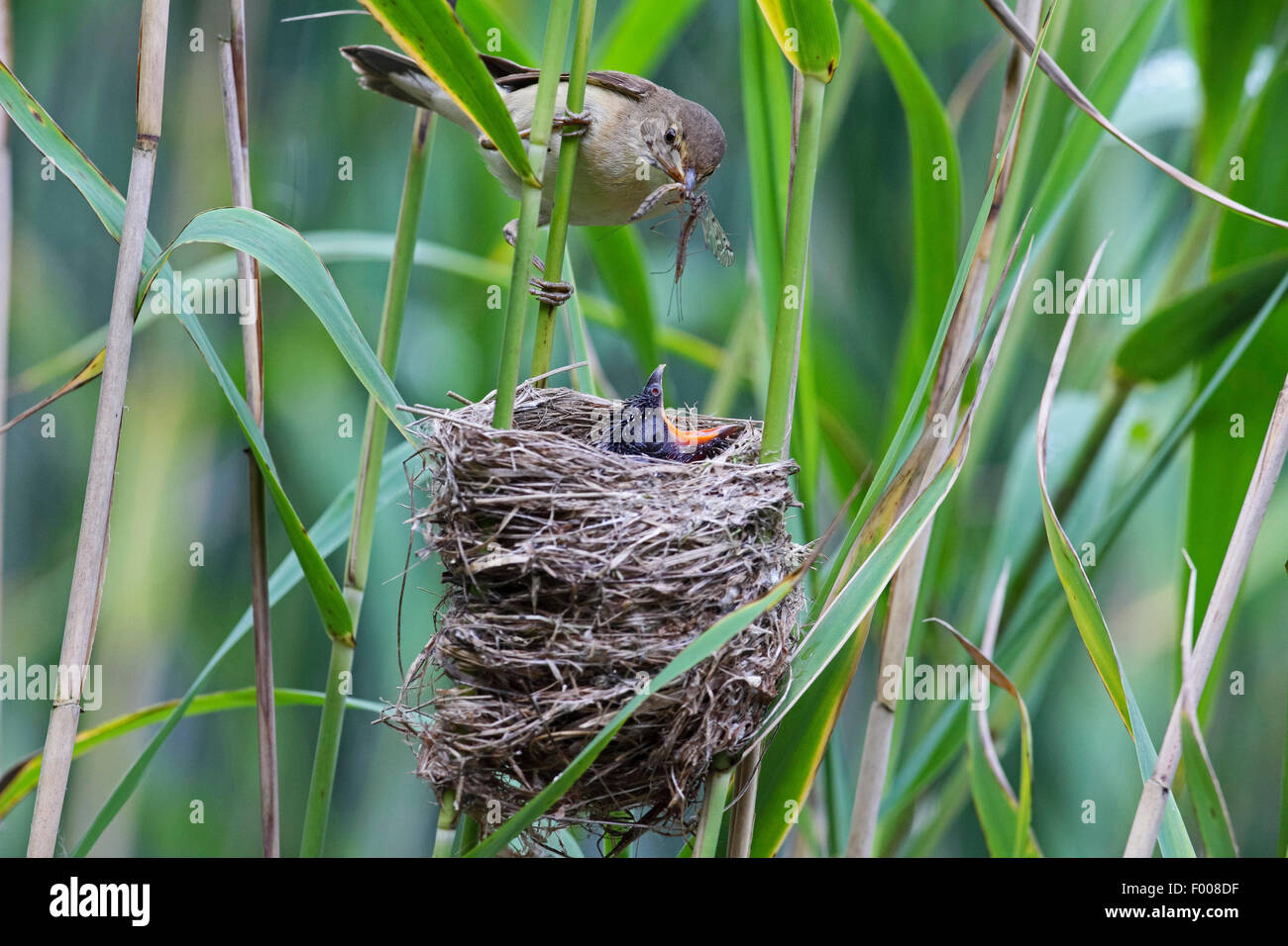 Eurasian cuckoo (Cuculus canorus), chick in the nest of a reed warbler ...