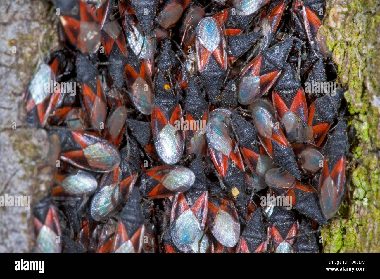 Lime tree seed hi-res stock photography and images - Alamy