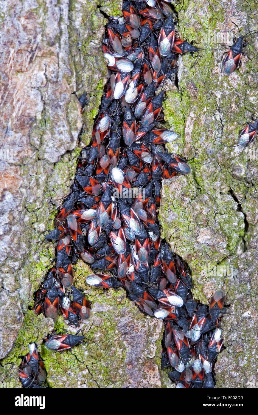 Mallow seed bugs hi-res stock photography and images - Alamy