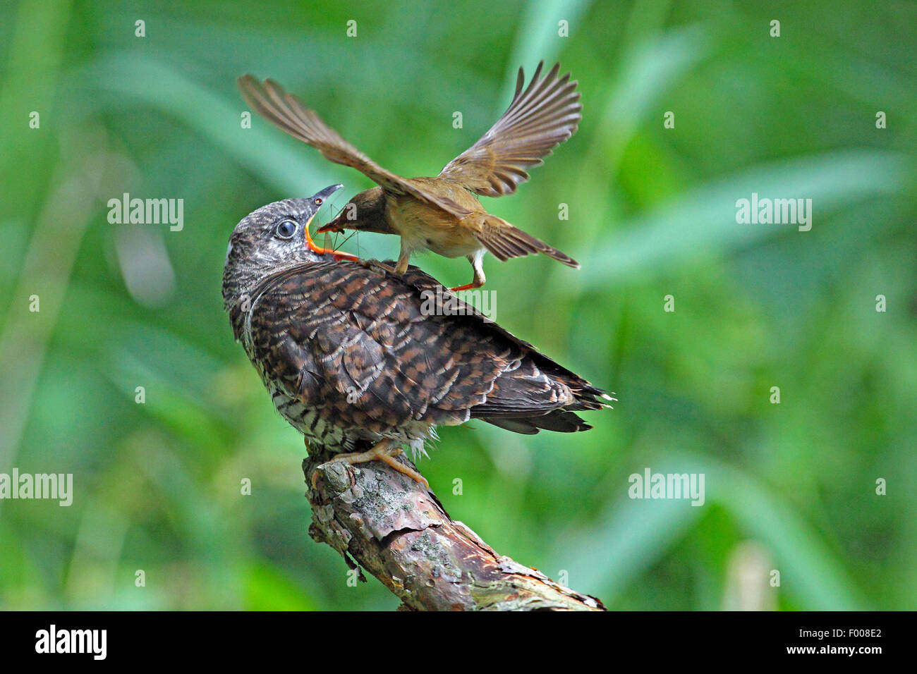 Reed warbler cuckoo hi-res stock photography and images - Alamy