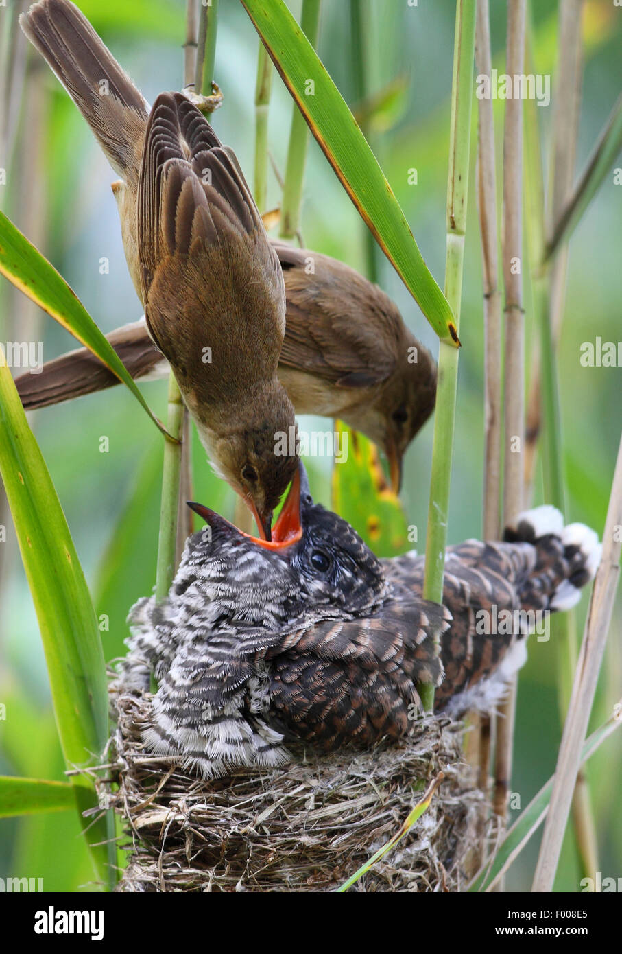 Cuculus canorus nest hi-res stock photography and images - Alamy
