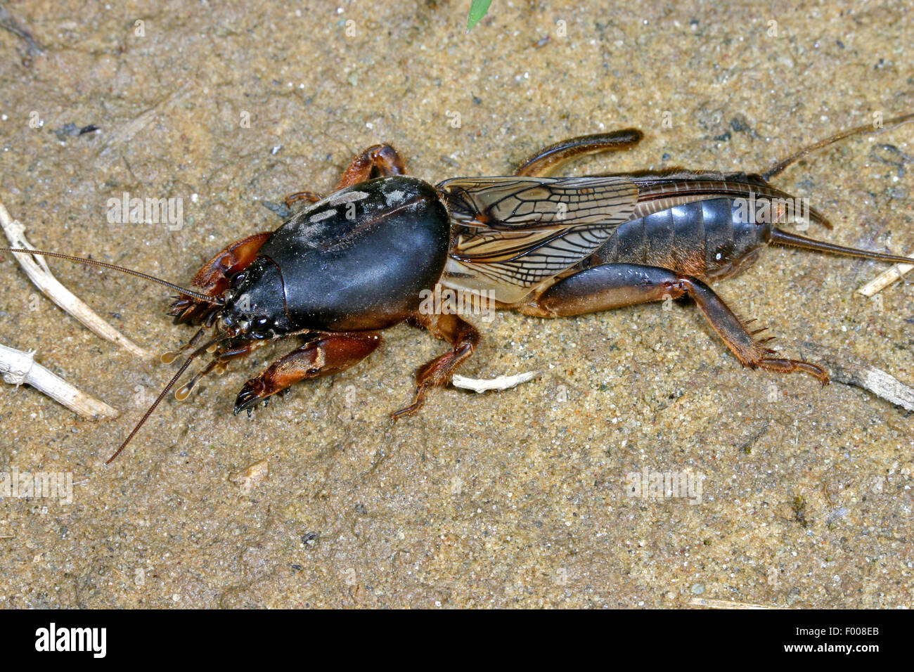 European mole cricket, Mole cricket (Gryllotalpa gryllotalpa), on the ...