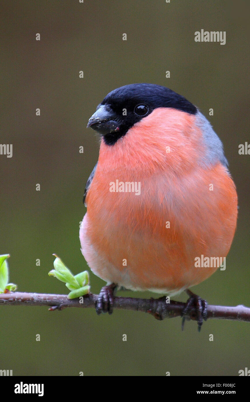 bullfinch, Eurasian bullfinch, northern bullfinch (Pyrrhula pyrrhula ...