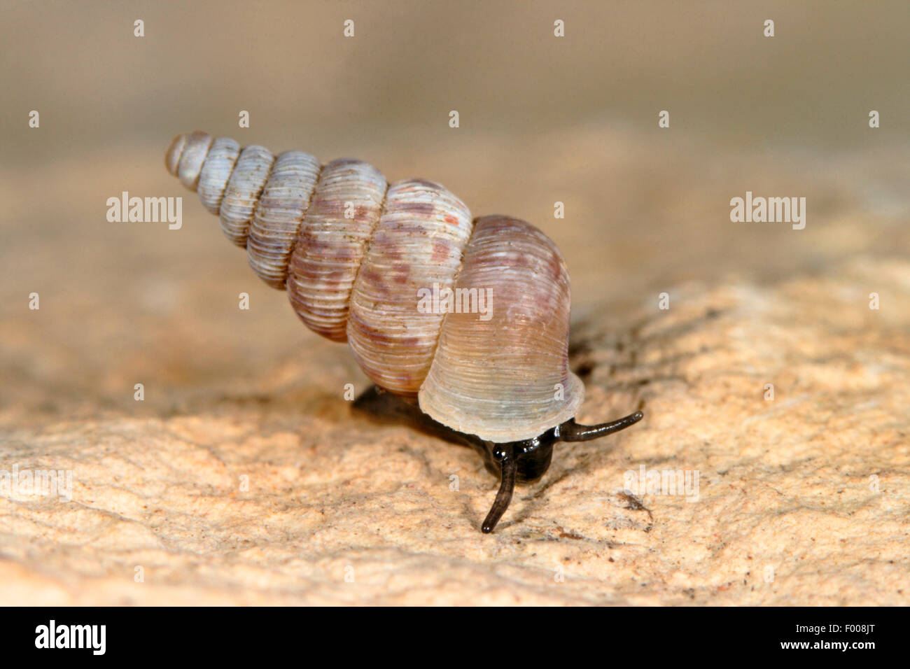 Seven-whorled Cochlostome (Cochlostoma septemspirale), creeping on a ...