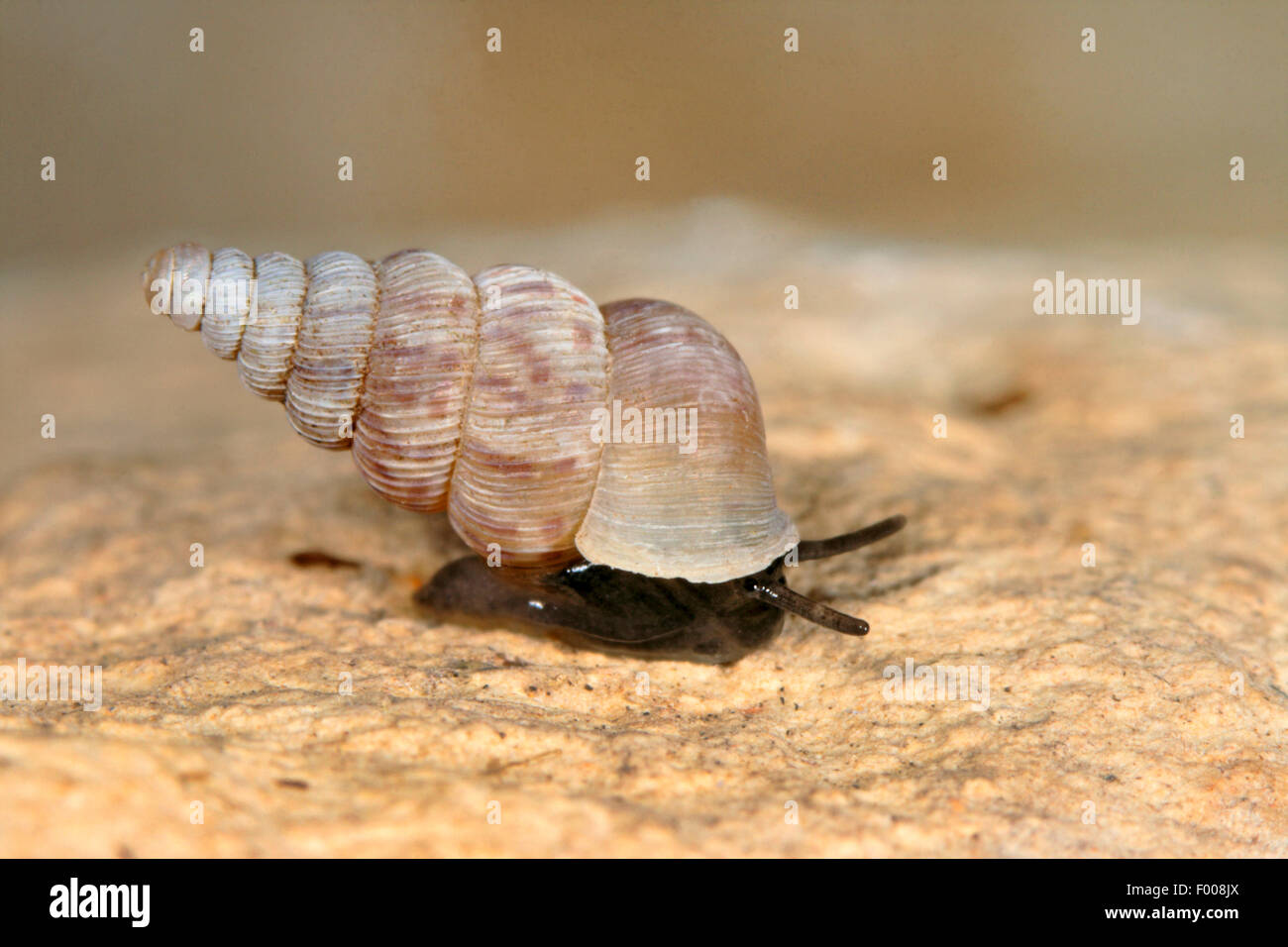 Seven-whorled Cochlostome (Cochlostoma septemspirale), creeping on a ...