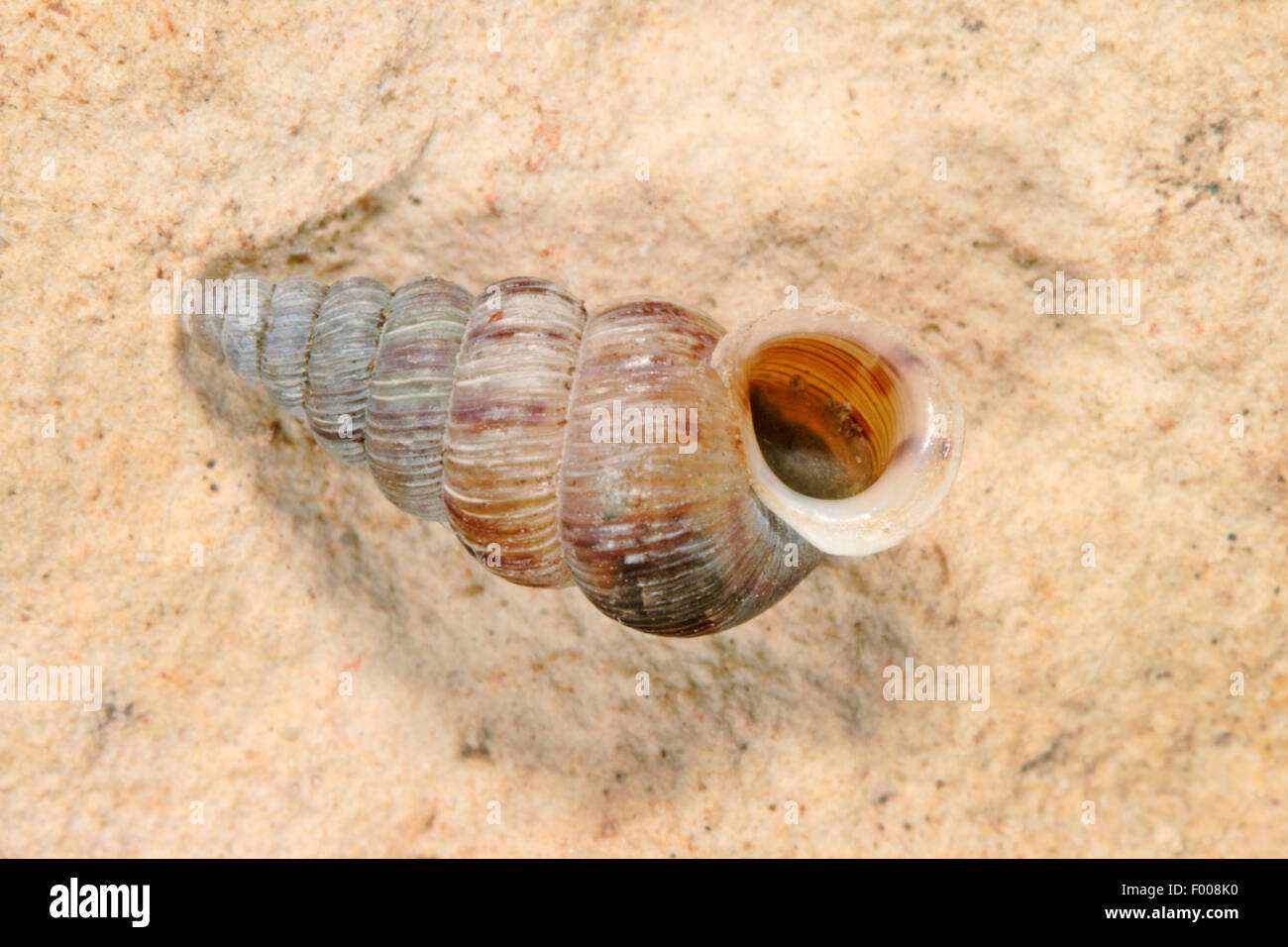 Empty snail shell hi-res stock photography and images - Alamy