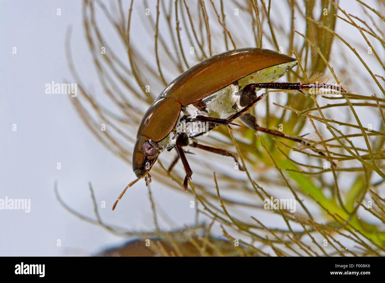 lesser black water beetle, lesser silver water beetle, lesser silver ...