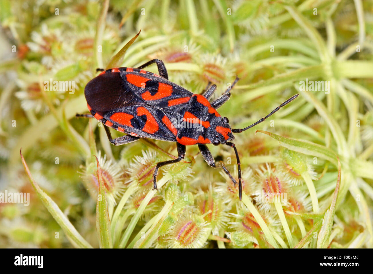 Red and black milkweed insects hi-res stock photography and images - Alamy