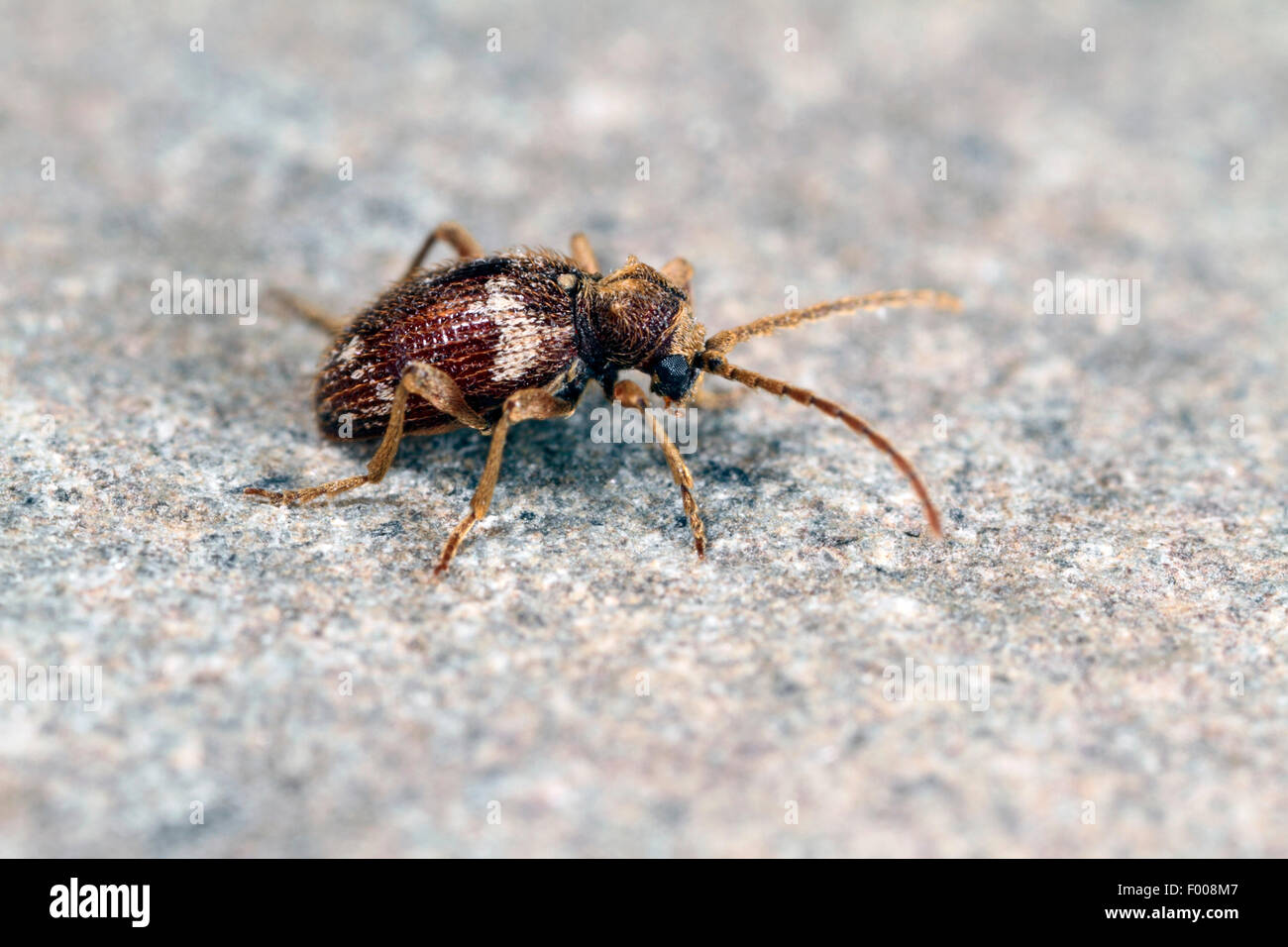 Common spider beetle, White-marked Spider Beetle, Whitemarked Spider ...