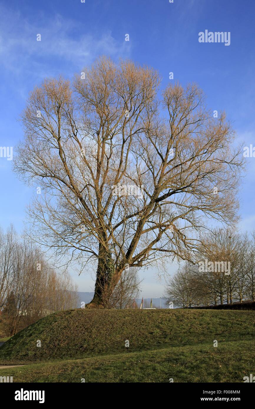white poplar, silver-leaved poplar, abele (Populus alba), in winter ...