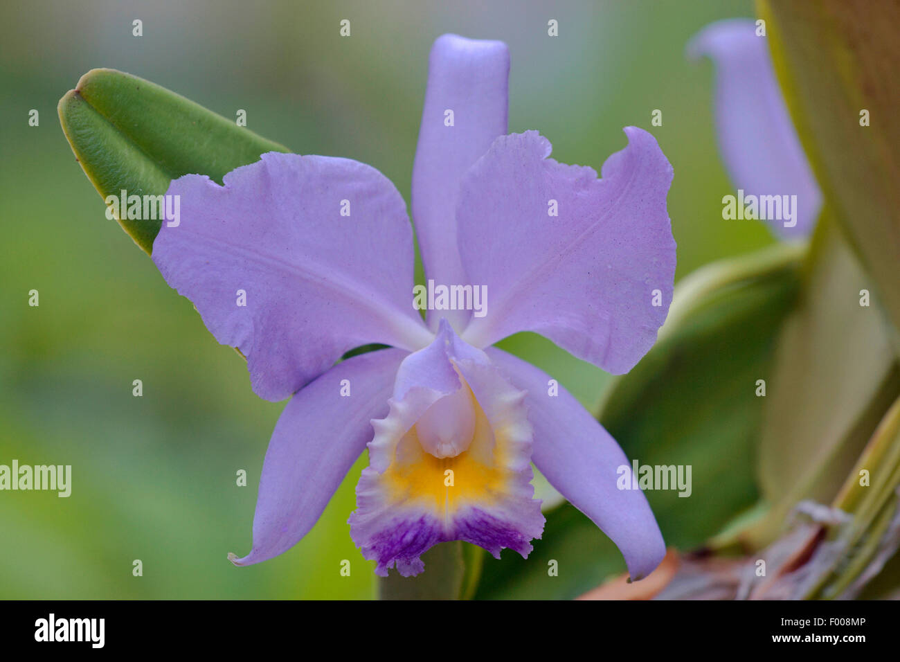 Laeliocattleya orchid (Laeliocattleya Cornelia coerulea), flower Stock ...
