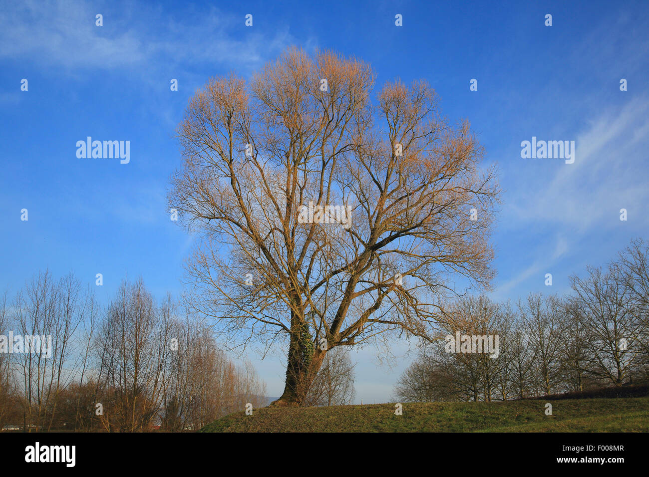 white poplar, silver-leaved poplar, abele (Populus alba), in winter ...