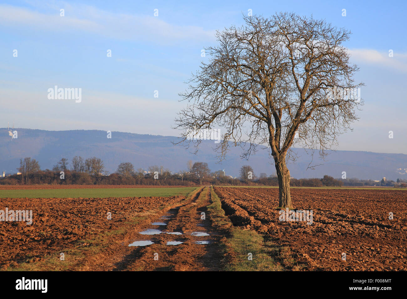 walnut (Juglans regia), single tree by the wayside in field landscape ...
