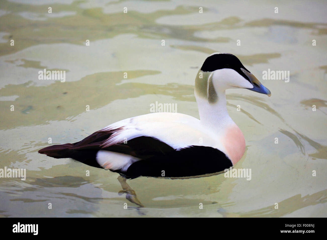 Common eider (Somateria mollissima), swimming drake, Germany Stock ...