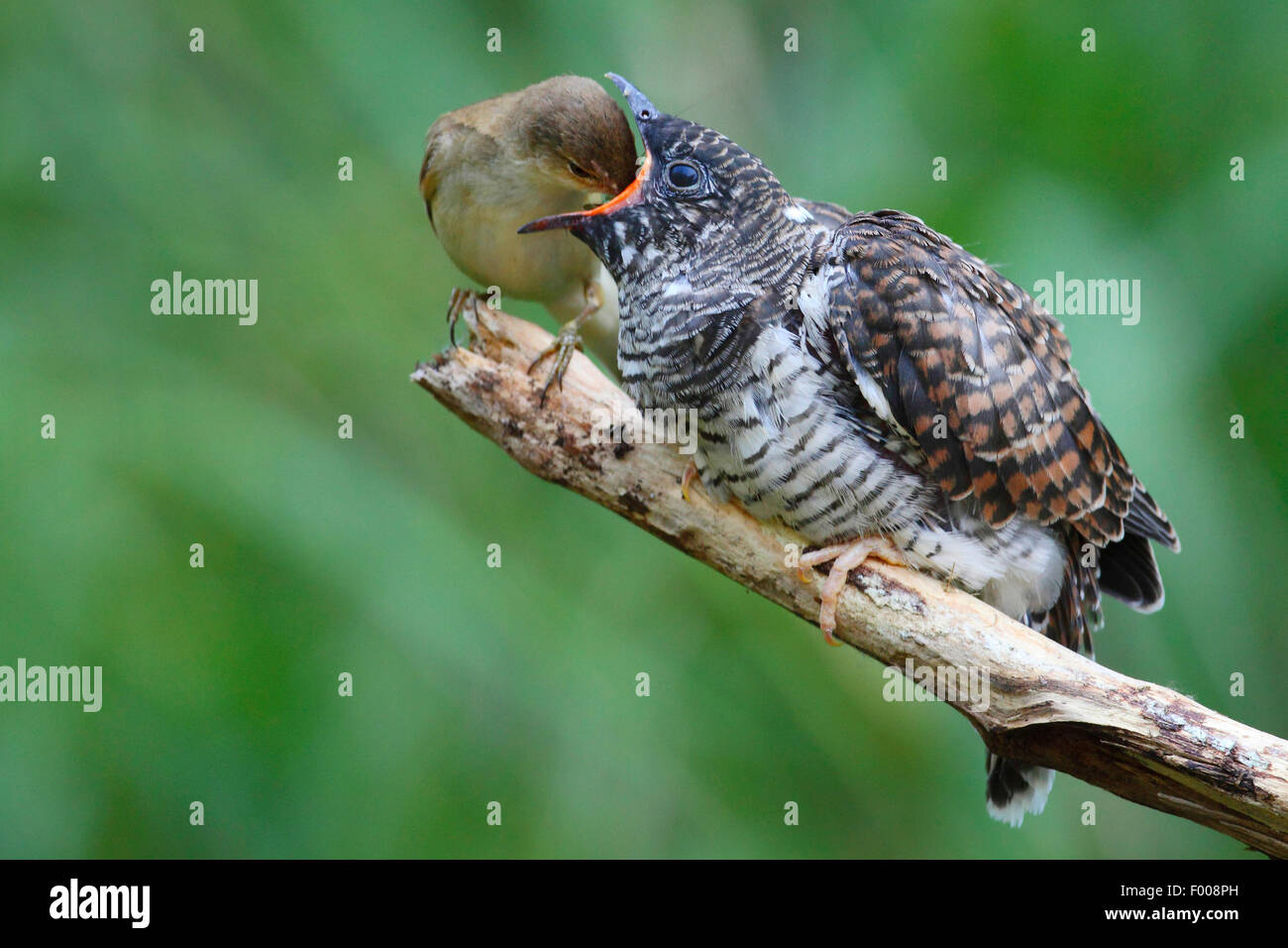 Eurasian cuckoo (Cuculus canorus), reed warbler feeding the fledged ...