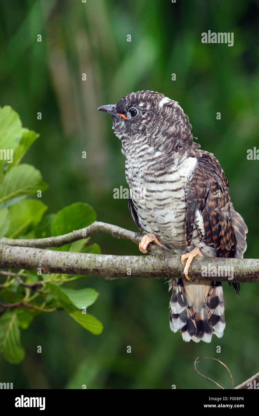 Eurasian cuckoo (Cuculus canorus), fledgling waiting on a branch ...