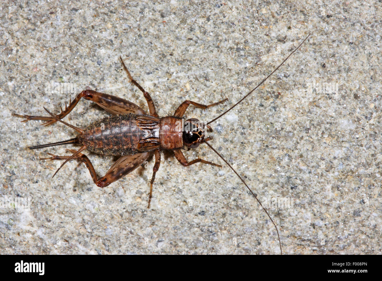 wood cricket (Nemobius sylvestris), female on a stone, Germany Stock ...