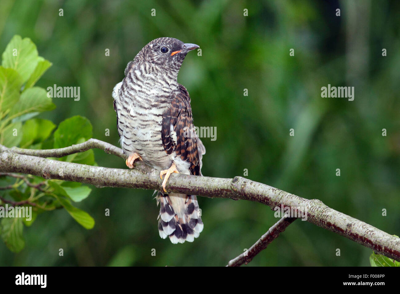 Eurasian cuckoo cuculus canorus fledgling hi-res stock photography and ...