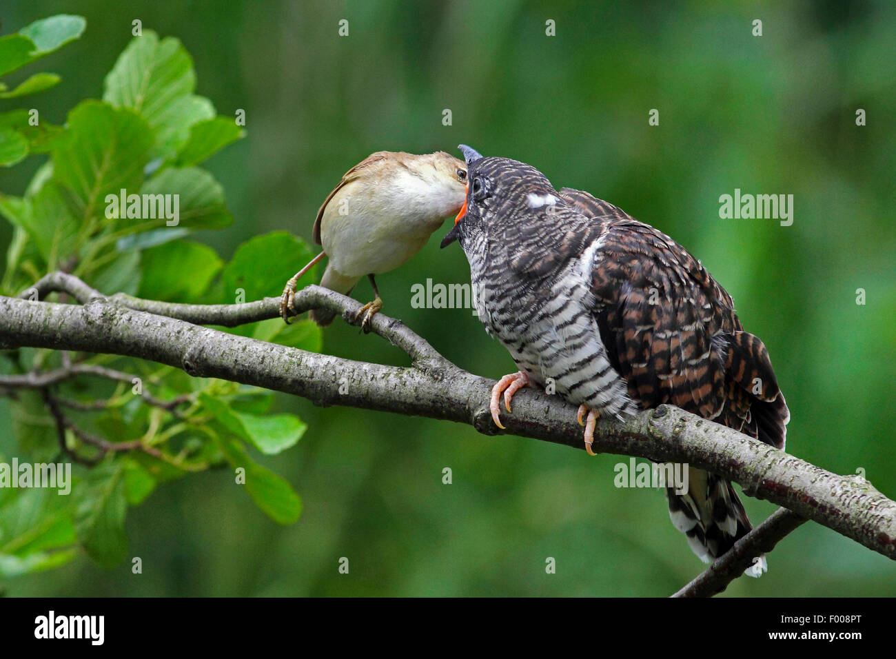 Eurasian cuckoo (Cuculus canorus), reed warbler feeding the fledged ...