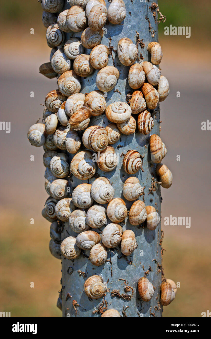 Banded snail, Striped snail, Vineyard snail, White snail, Zoned snail ...