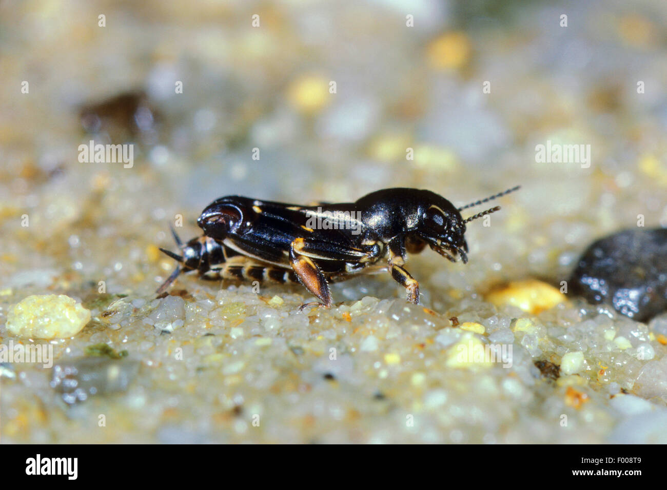 Pygmy mole-cricket (Xya pfaendleri), on sandy ground, Switzerland Stock ...