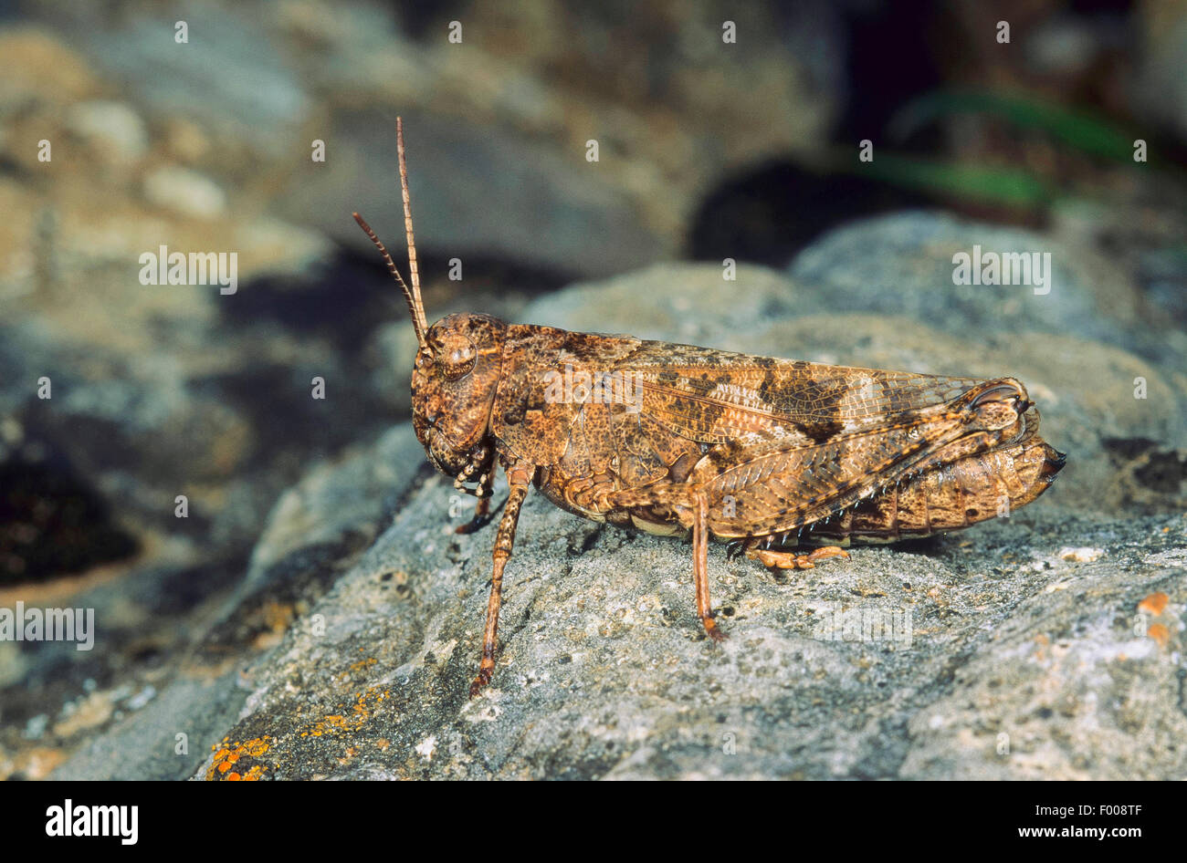 Celes variabilis hi-res stock photography and images - Alamy