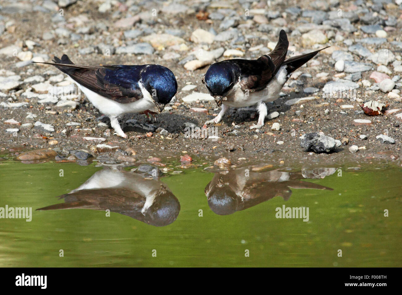 Mud bird nests hi-res stock photography and images - Alamy
