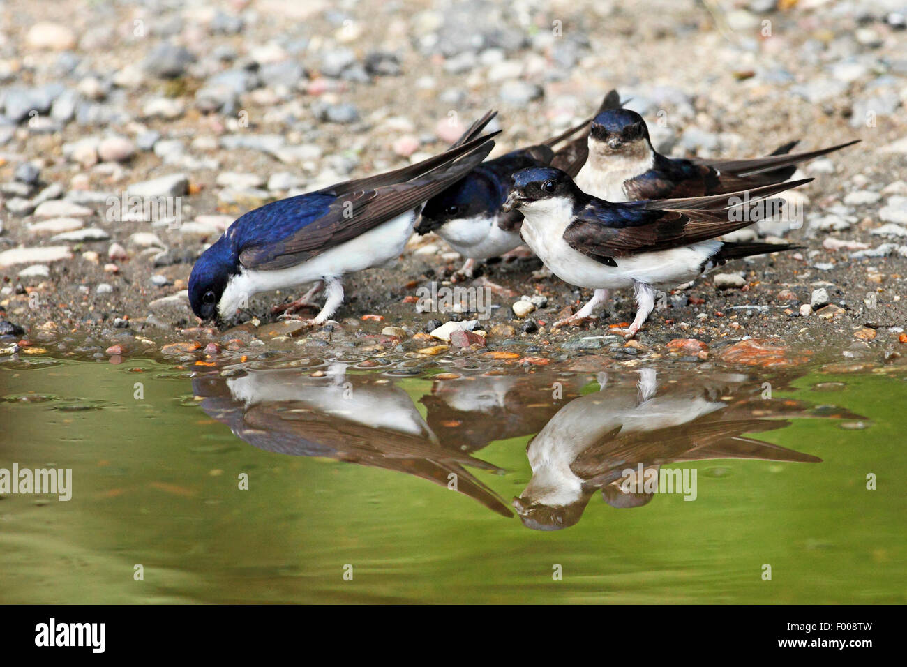 common house martin (Delichon urbica), swallows collect mud for ...