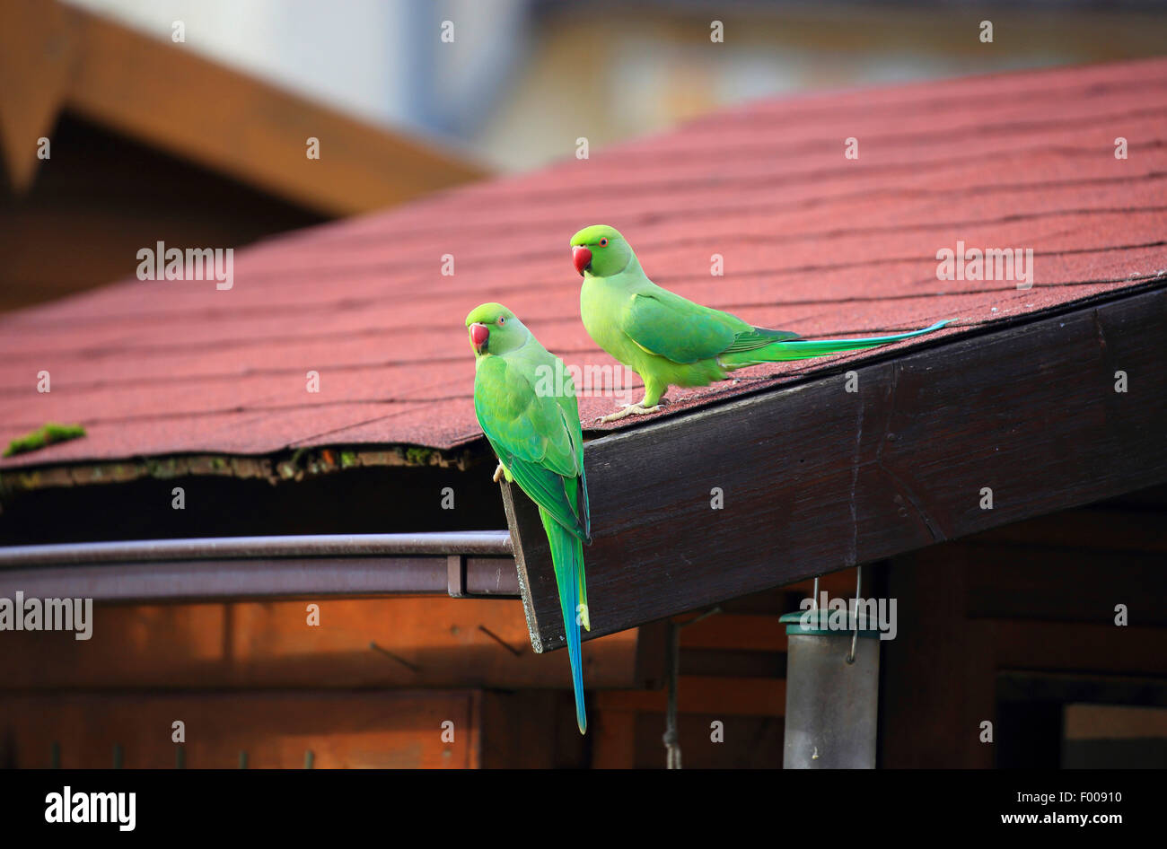 rose-ringed parakeet (Psittacula krameri), two rose-ringed parakeets ...