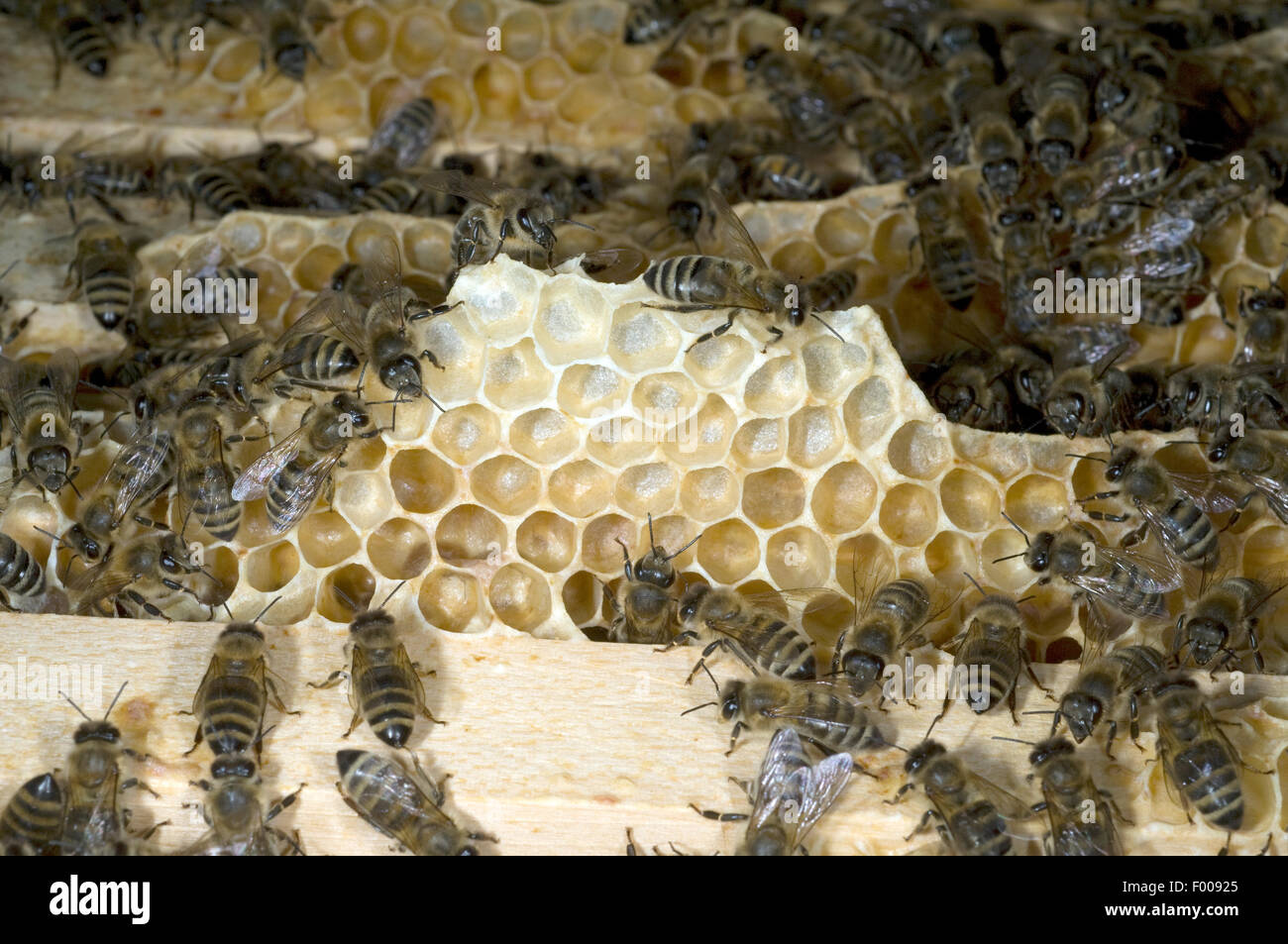 Bienenlarve hi-res stock photography and images - Alamy