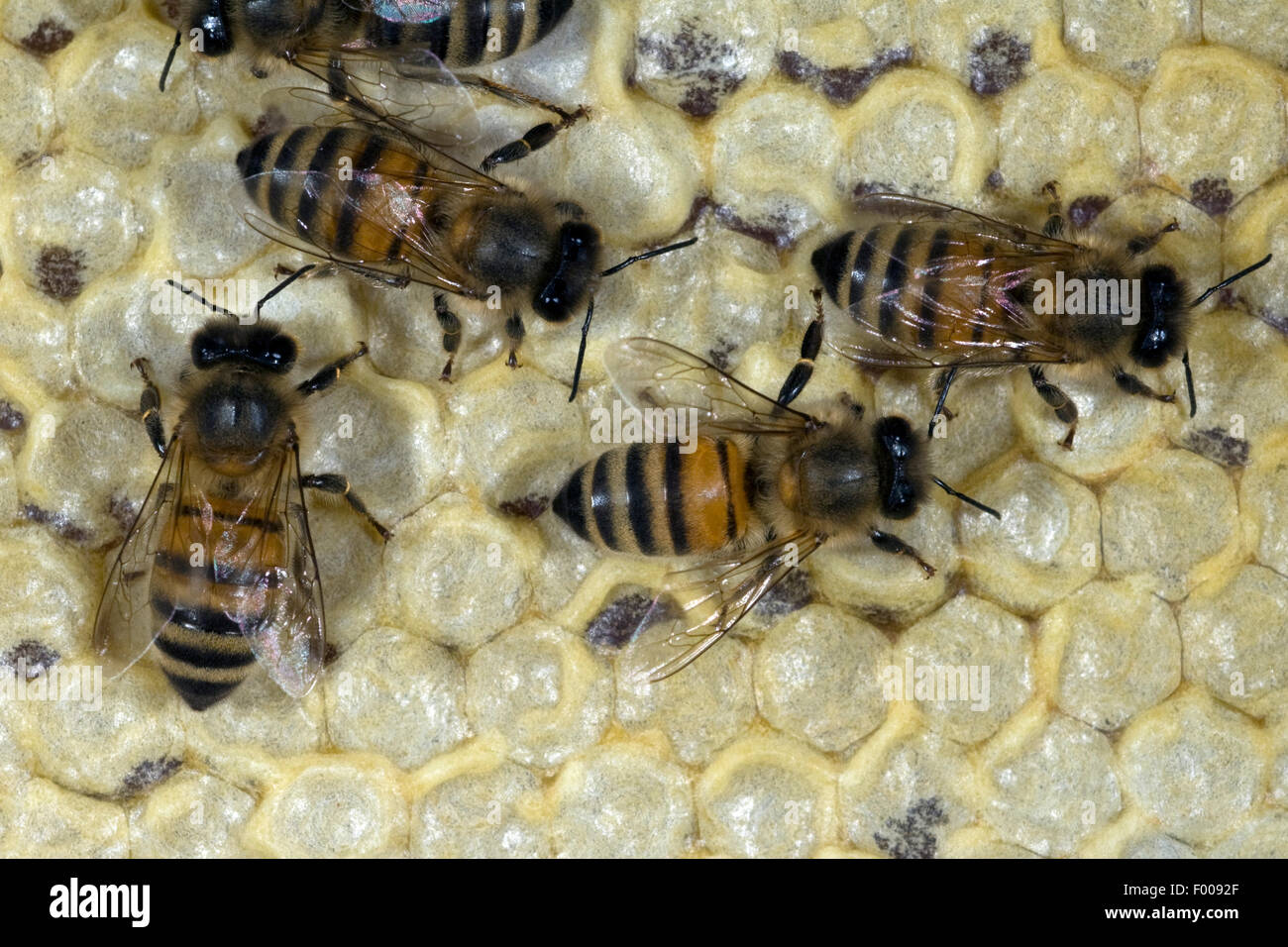 Honigbienen, Biene; Apis; mellifera Stock Photo - Alamy
