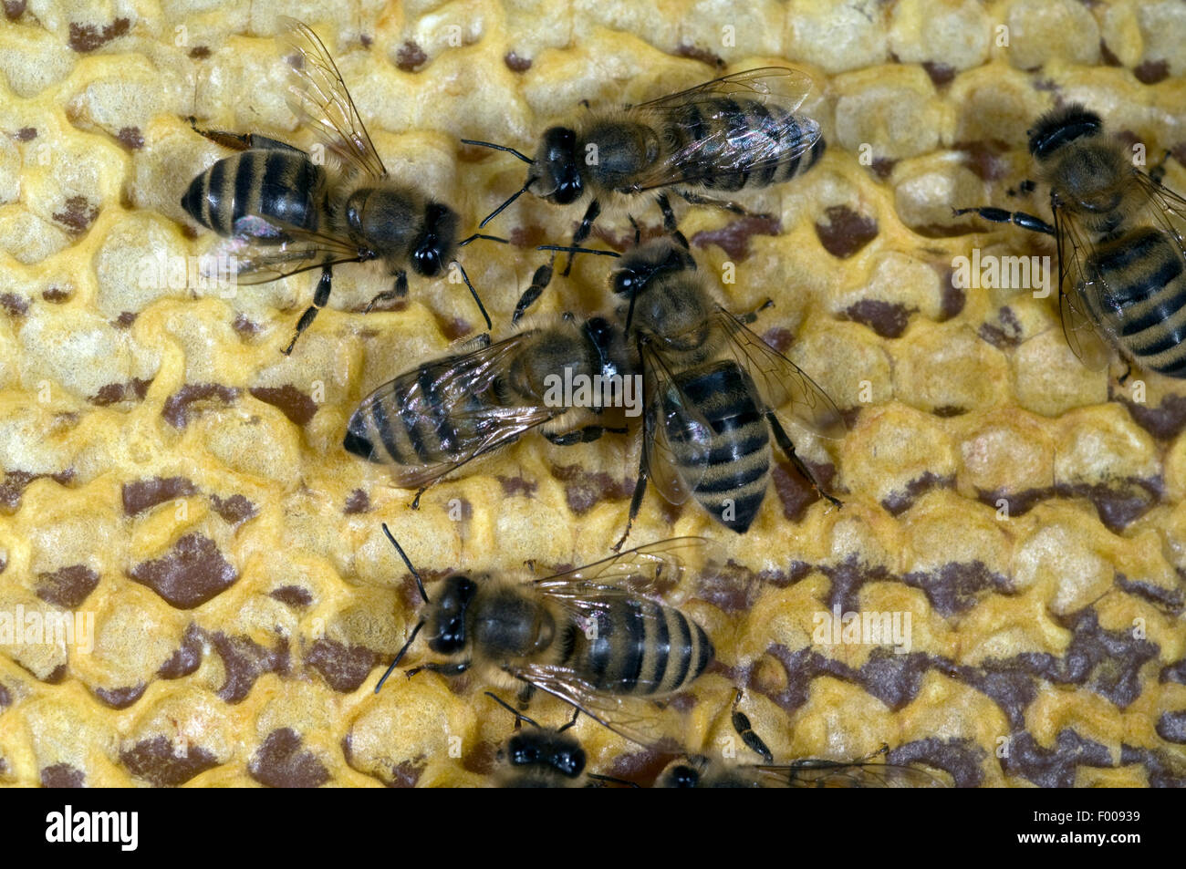 Bienenlarve hi-res stock photography and images - Alamy