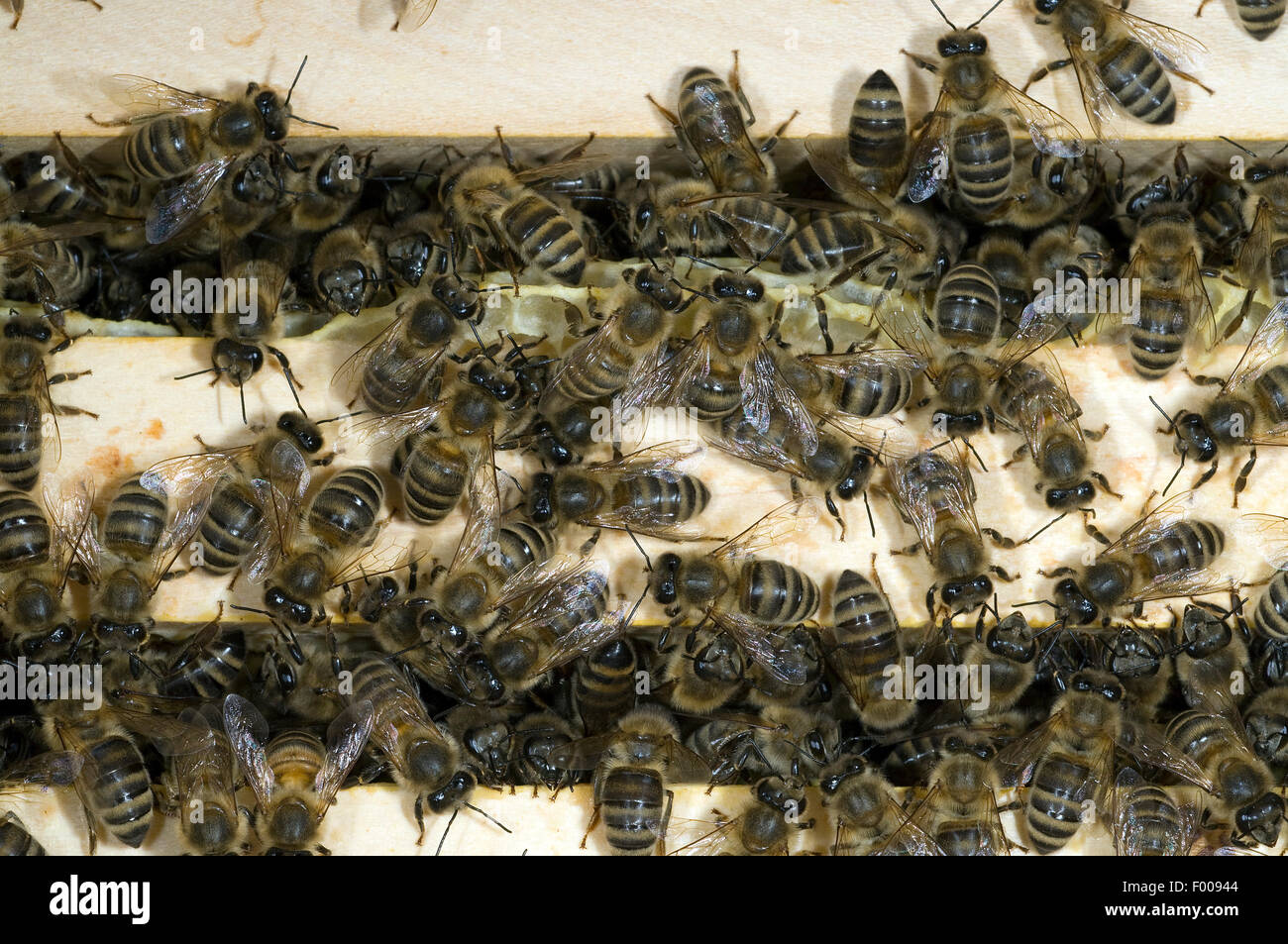 Honigbienen, Biene; Apis; mellifera Stock Photo - Alamy