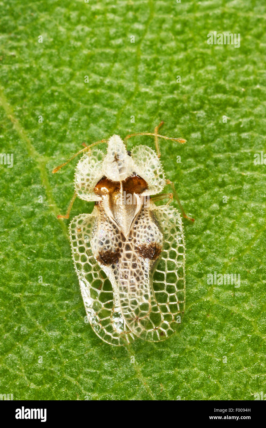 Sycamore lace bug (Corythucha ciliata), sitting on a leaf, Germany ...