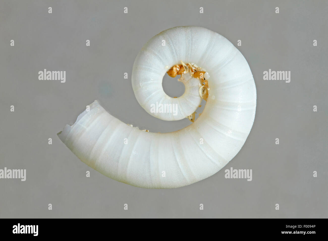 Ram’s horn squid hi-res stock photography and images - Alamy