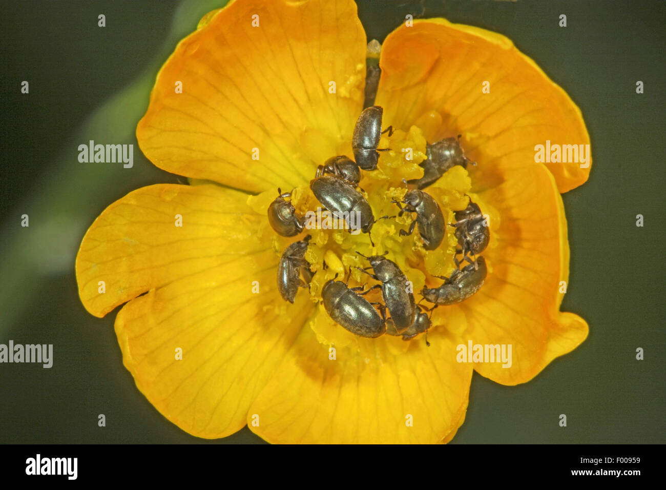 Pollen beetle (Meligethes aeneus, Brassicogethes aeneus), many sap ...