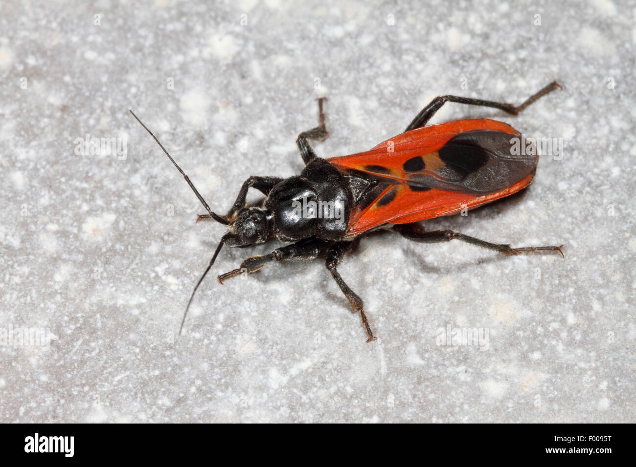 Assassin bug (Peirates hybridus), on a stone, top view, Germany Stock ...