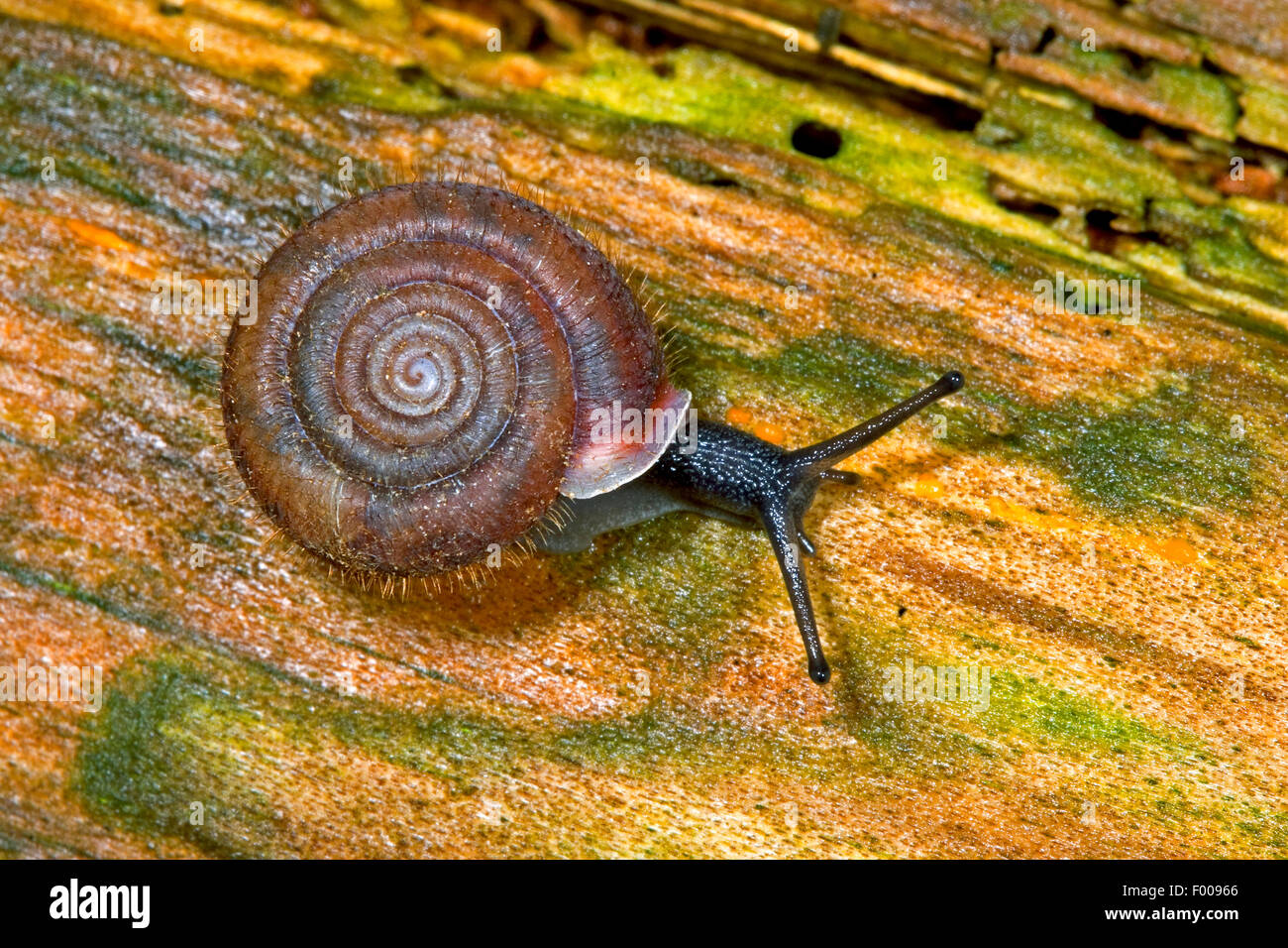 Helicodonta obvoluta hi-res stock photography and images - Alamy
