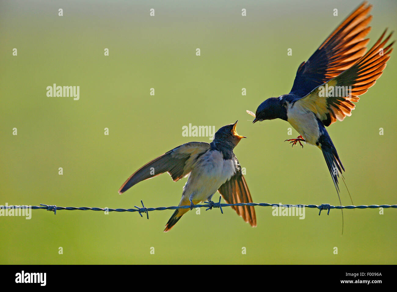 Closeup bird photographs hi-res stock photography and images - Alamy