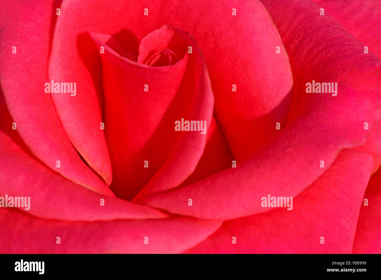 Red rose flower plant petals garden hi-res stock photography and images ...