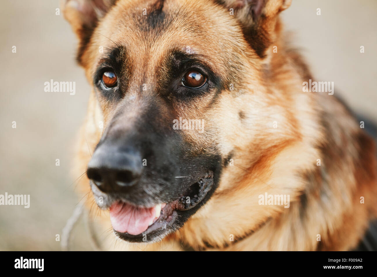 German shepherd close up hi-res stock photography and images - Alamy