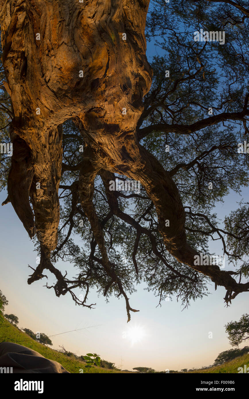 Kameeldoring hi-res stock photography and images - Alamy