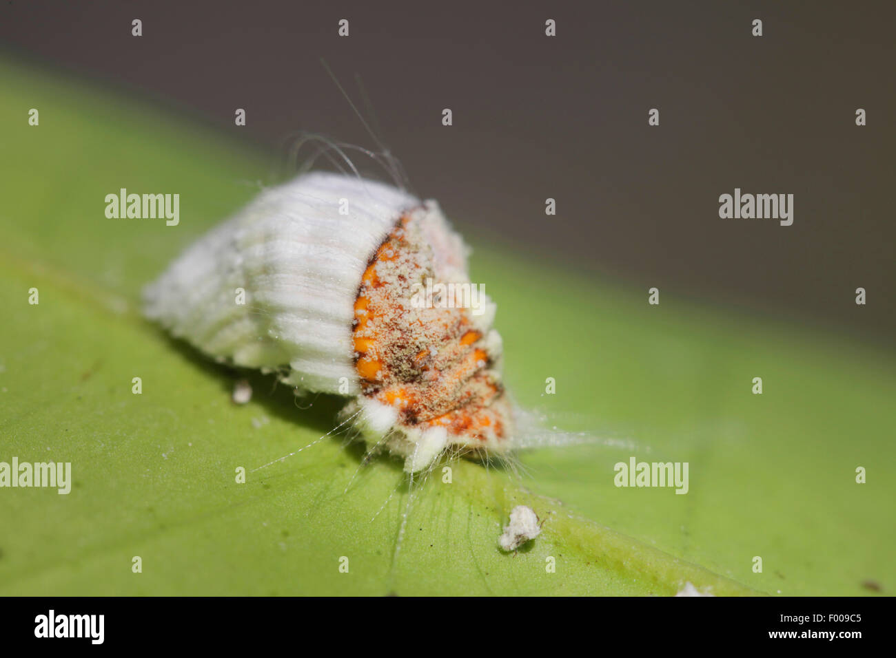Female scale insect hi-res stock photography and images - Alamy