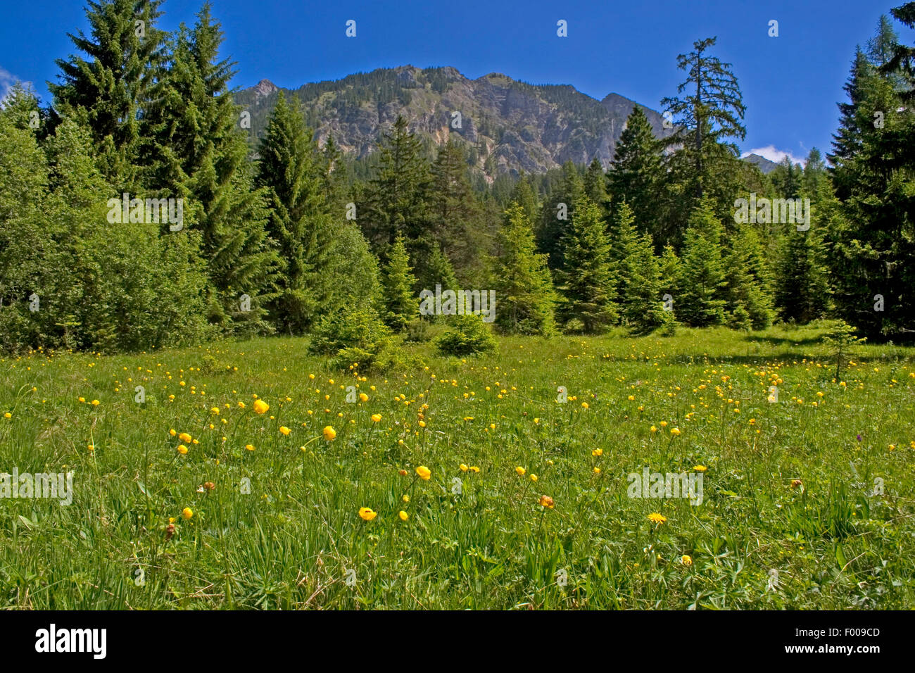 Austria tyrol meadow mountains flowers hi-res stock photography and ...