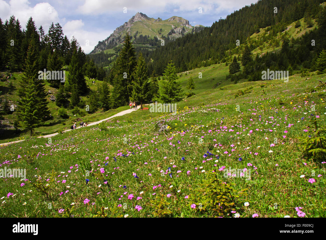 bird's-eye primrose (Primula farinosa), mountain meadow with bird's-eye ...