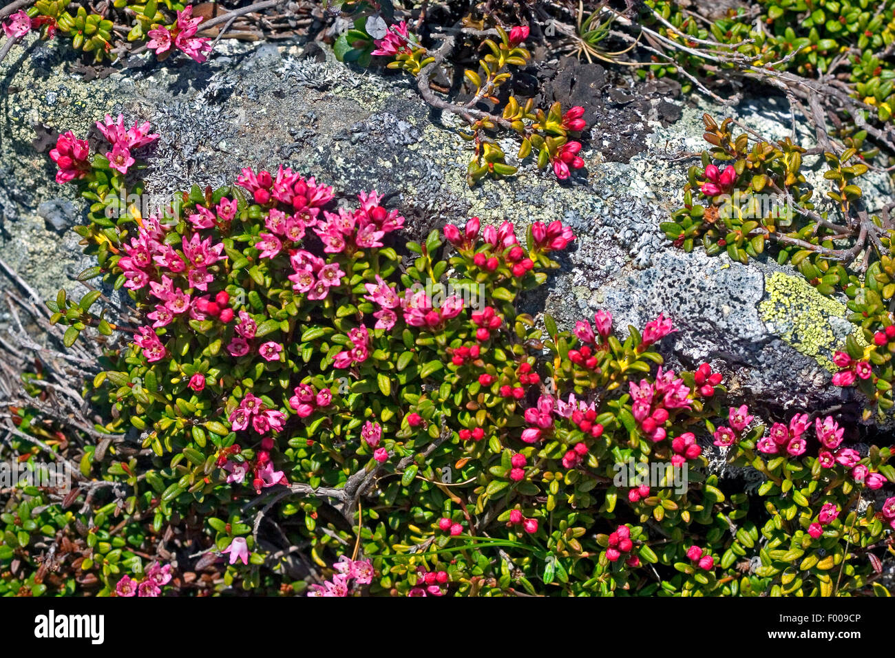 Alpine azalea, Trailing azalea, Alpine-azalea, Dwarf azalea ...