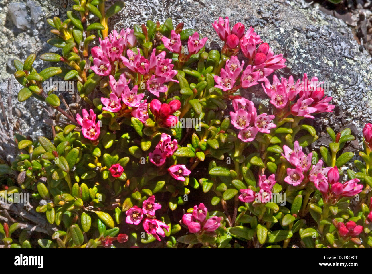 Alpine azalea, Trailing azalea, Alpine-azalea, Dwarf azalea ...